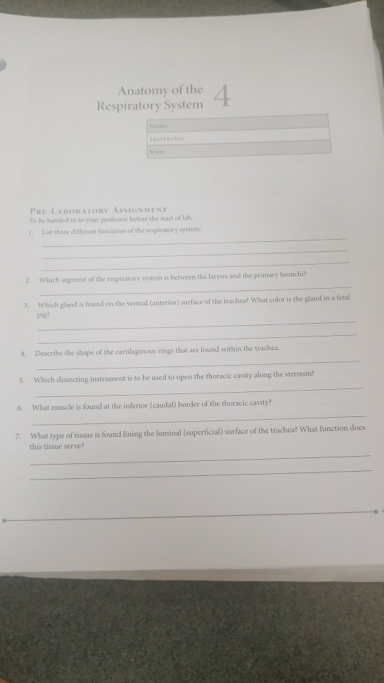 Solved Anatomy of the Respiratory System PRE LABORATORY | Chegg.com