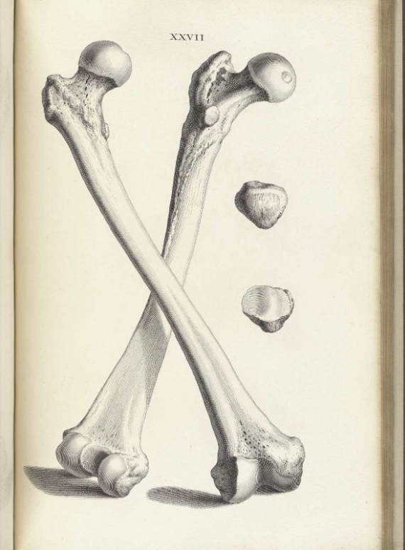 Solved Now – you may have noticed that the two bones | Chegg.com