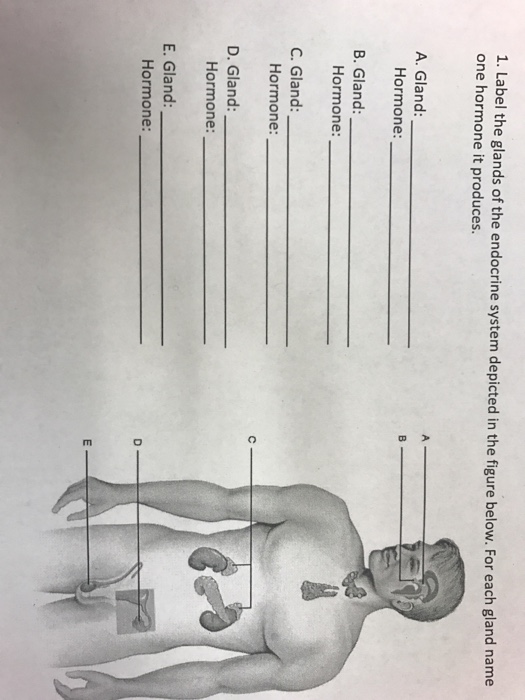 Solved Label the glands of the endocrine system depicted in | Chegg.com