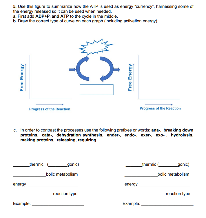 Solved 5. Use this figure to summarize how the ATP is used | Chegg.com