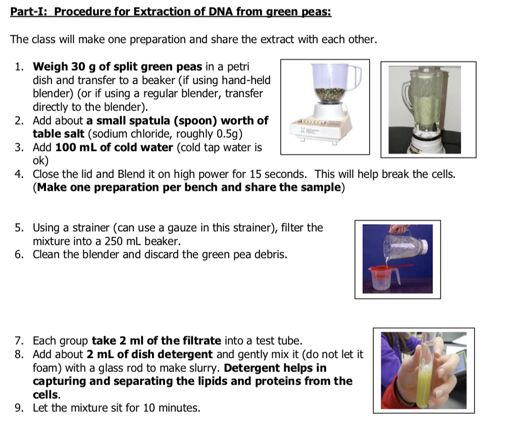 Solved Experimental Procedure Objectives: • Isolate DNA from | Chegg.com