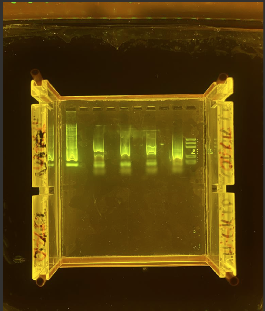Solved B. How could your electrophoresis results confirm | Chegg.com