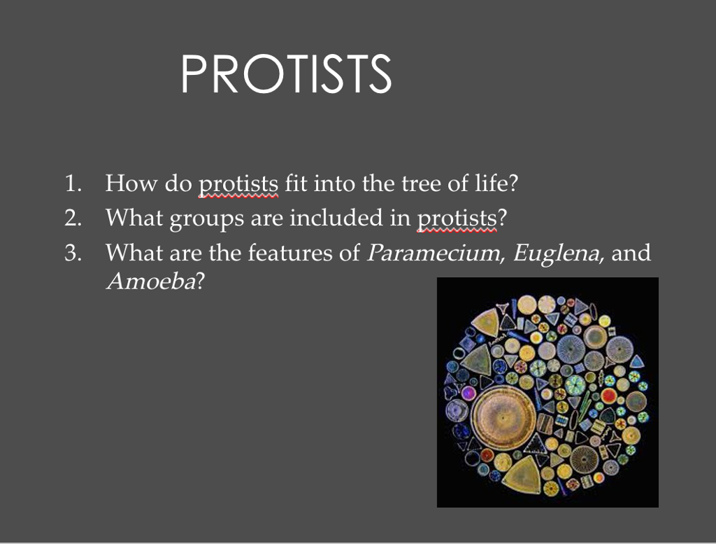 Solved PROTISTS 1. 2. 3. How do protists fit into the tree | Chegg.com