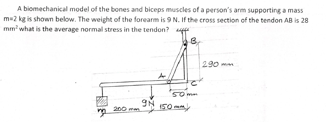 Solved A biomechanical model of the bones and biceps muscles | Chegg.com