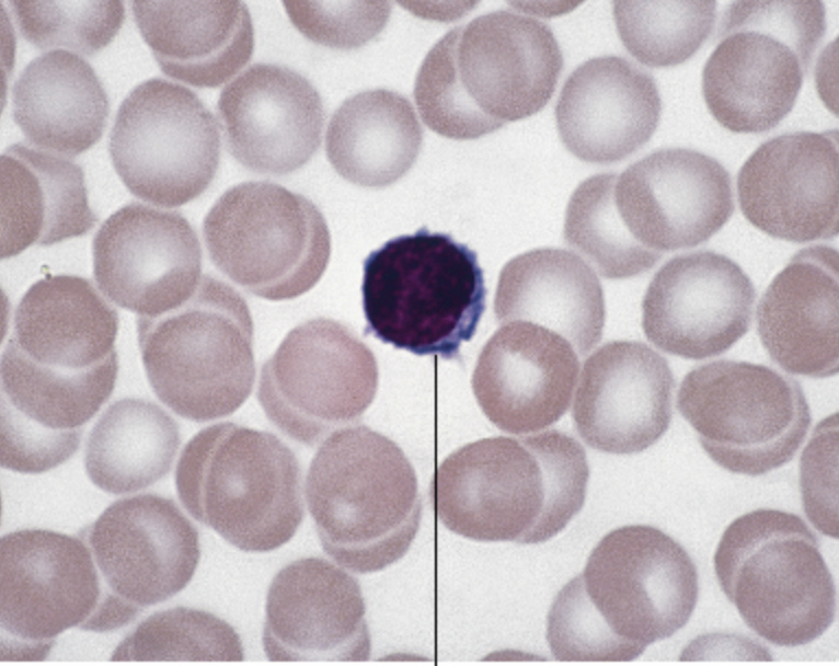 Solved Identify the highlighted cell. | Chegg.com
