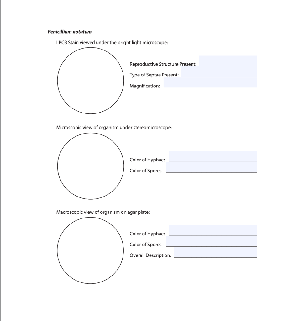Solved Draw with color and answer for the microscope and | Chegg.com