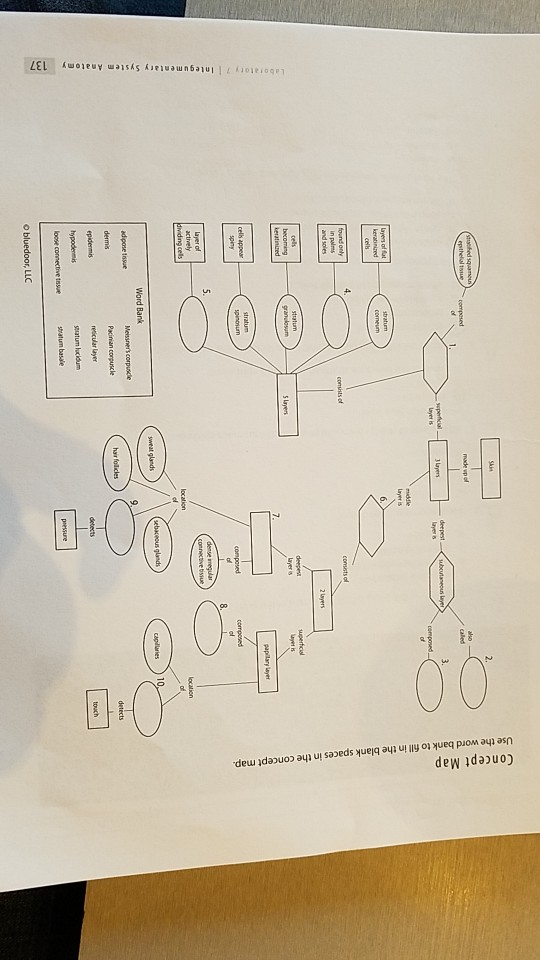 Solved Concept Map Use the word bank to fill in the blank | Chegg.com