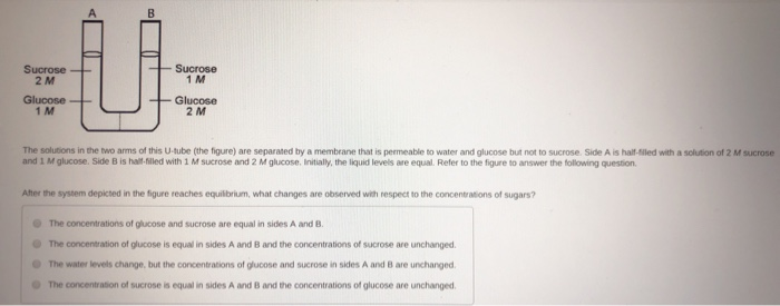 Solved Sucrose 2 M Sucrose 1 M Glucose 1 M Glucose 2 M The | Chegg.com