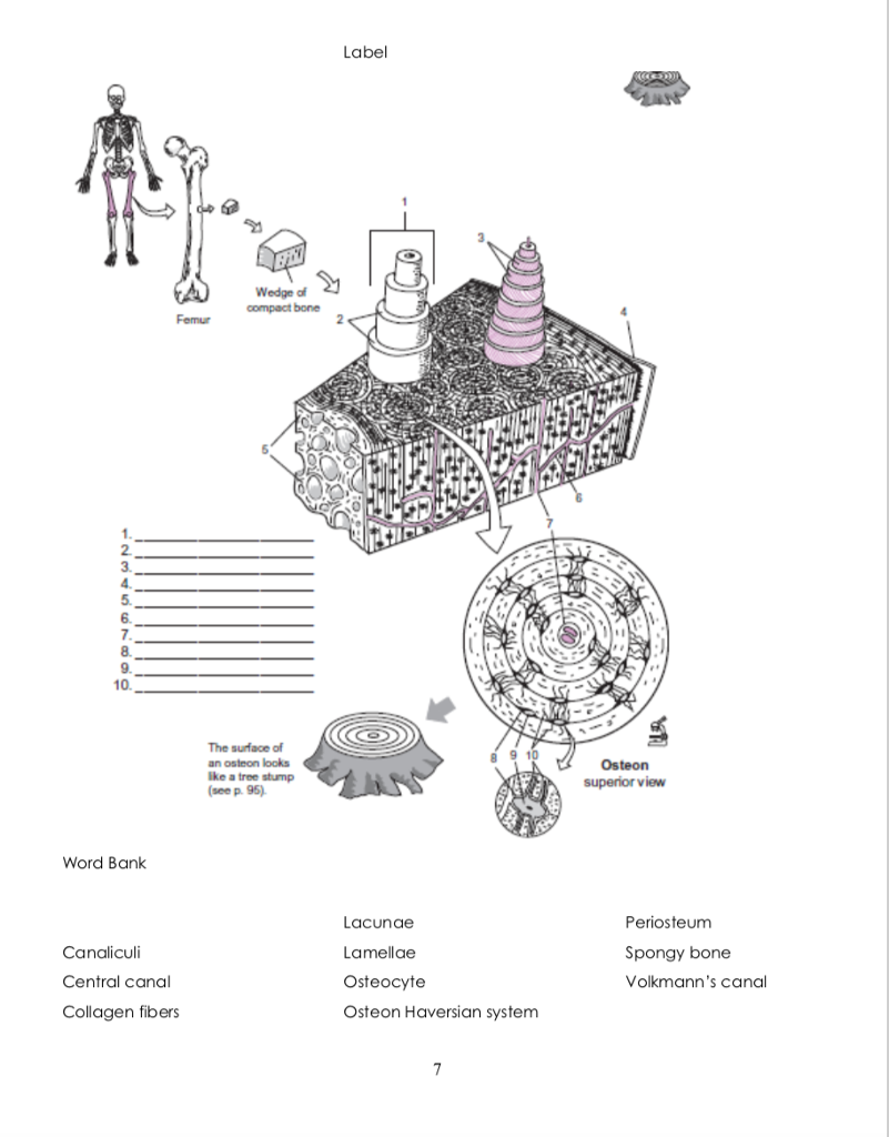 Solved Label Wedge of compact bone 2 2. 3. 6 8. 9. 10. The | Chegg.com