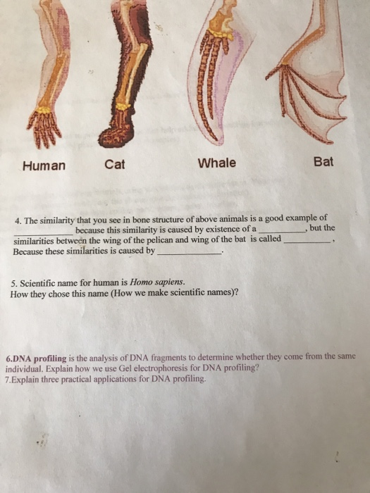 Solved Human Cat Whale Bat 4. The similarity that you see in | Chegg.com