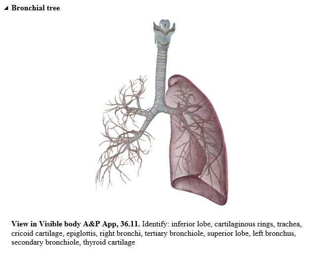Solved Bronchial tree View in Visible body A&P App, 36.11. | Chegg.com