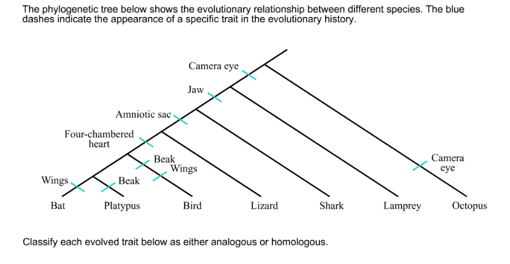 Solved The phylogenetic tree below shows the evolutionary | Chegg.com