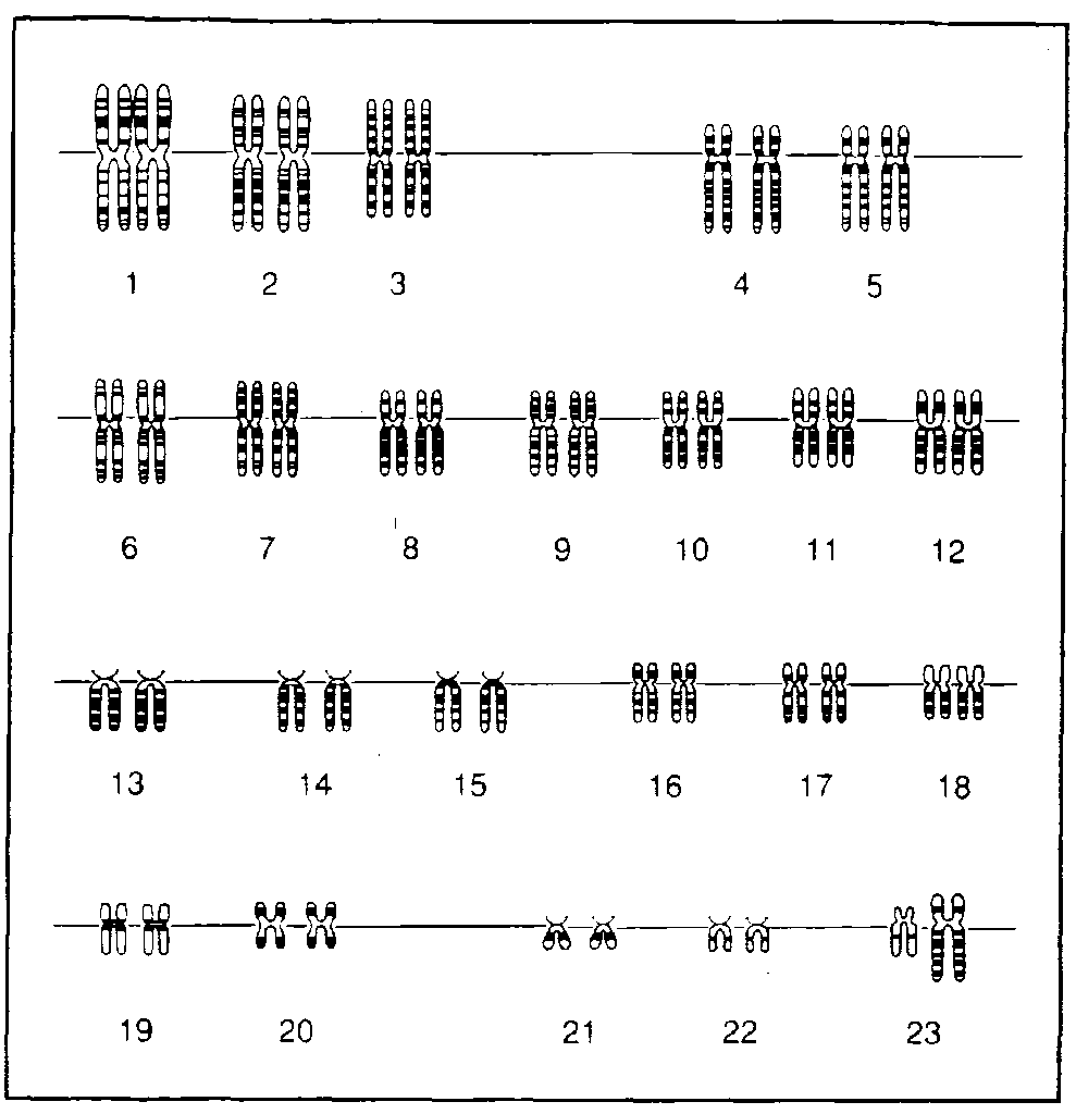 Solved Identify and label any homologous chromosomes, | Chegg.com