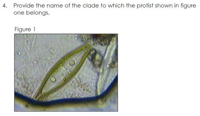 Solved 4. Provide the name of the clade to which the protist | Chegg.com