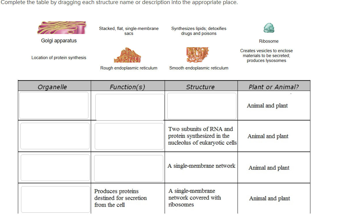 Solved Complete the table by dragging each structure name or | Chegg.com