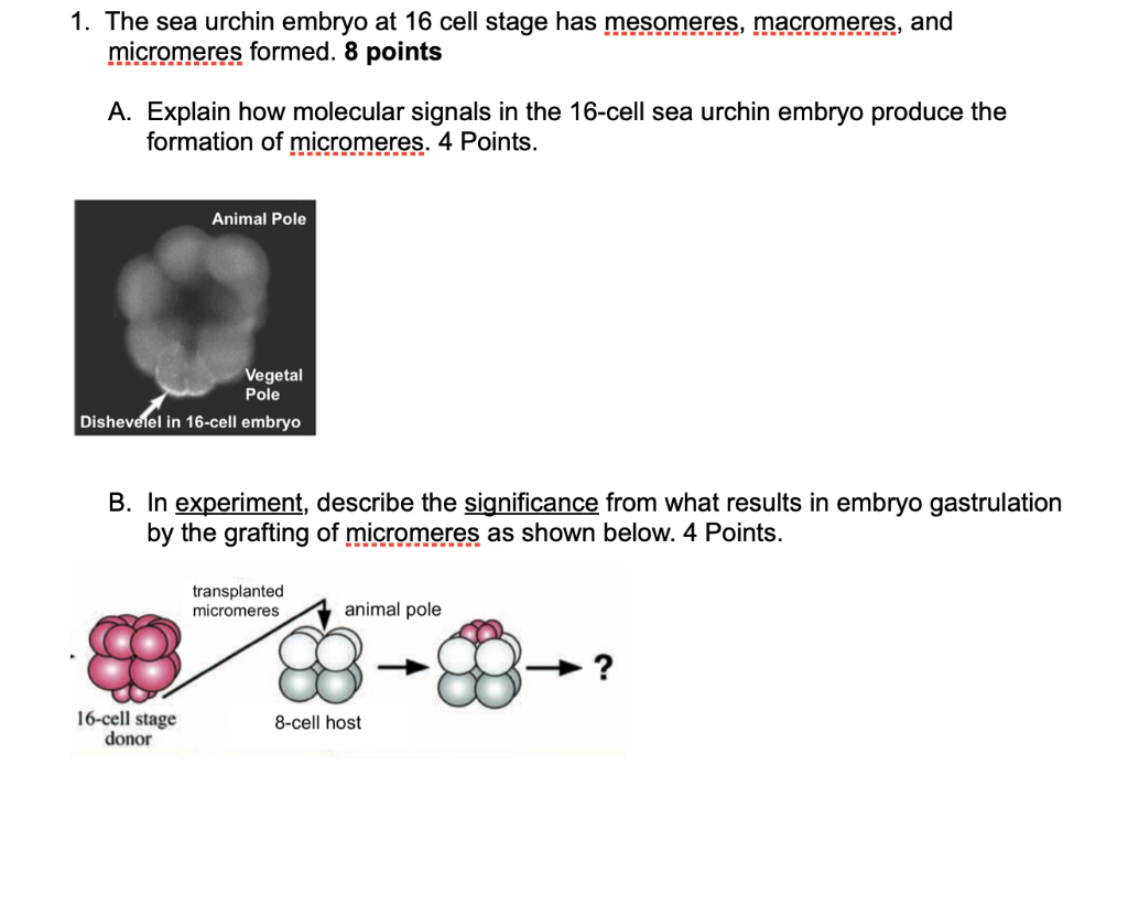 Solved The sea urchin embryo at 16 cell stage has mesomeres, | Chegg.com