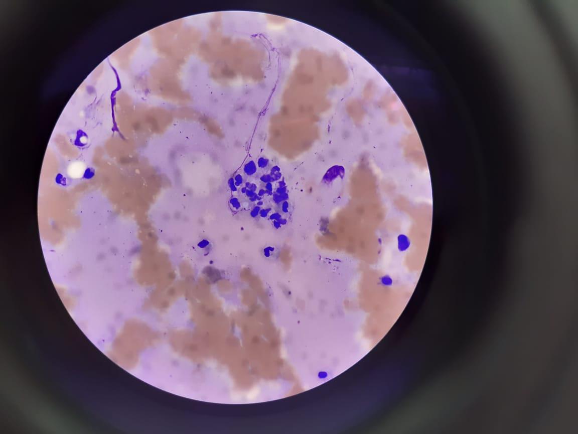 please label and annotate on the following images the | Chegg.com