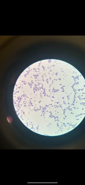 Solved I have this unknown bacteria. I have done a TSA slant | Chegg.com