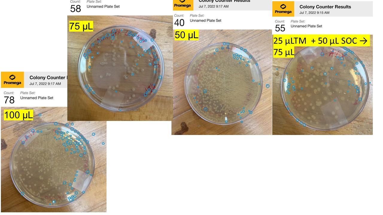 Solved Calculate Transformation Efficiency? Use the picture | Chegg.com