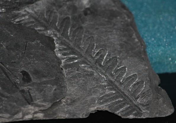Solved The name of this fossil and its age are as | Chegg.com