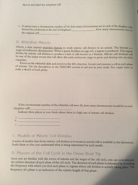 Solved 76 Exercise 9: Mitosis Materials Prepared slides | Chegg.com