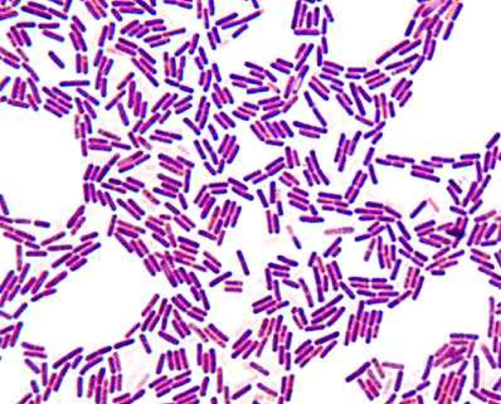 Can someone please help me identify these images. - | Chegg.com