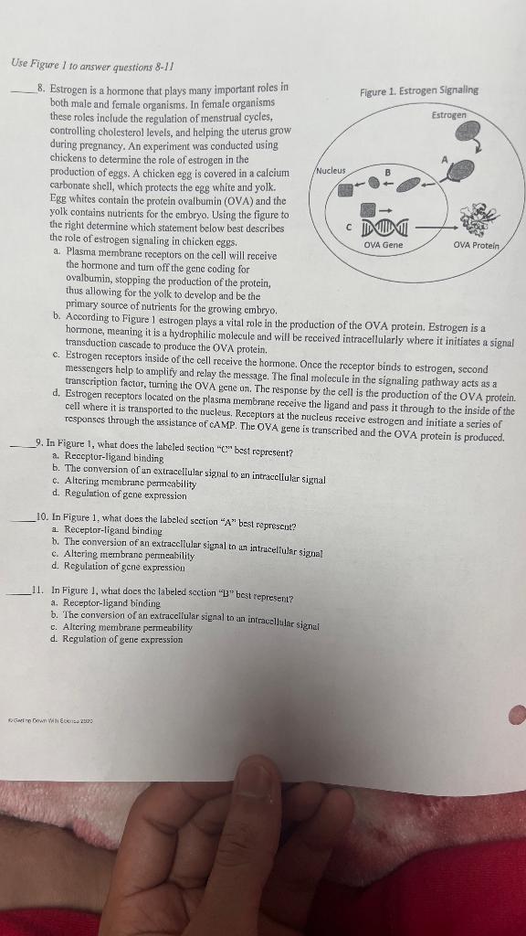 Solved Use Figure I to answer questions 8-11 8. Estrogen is | Chegg.com