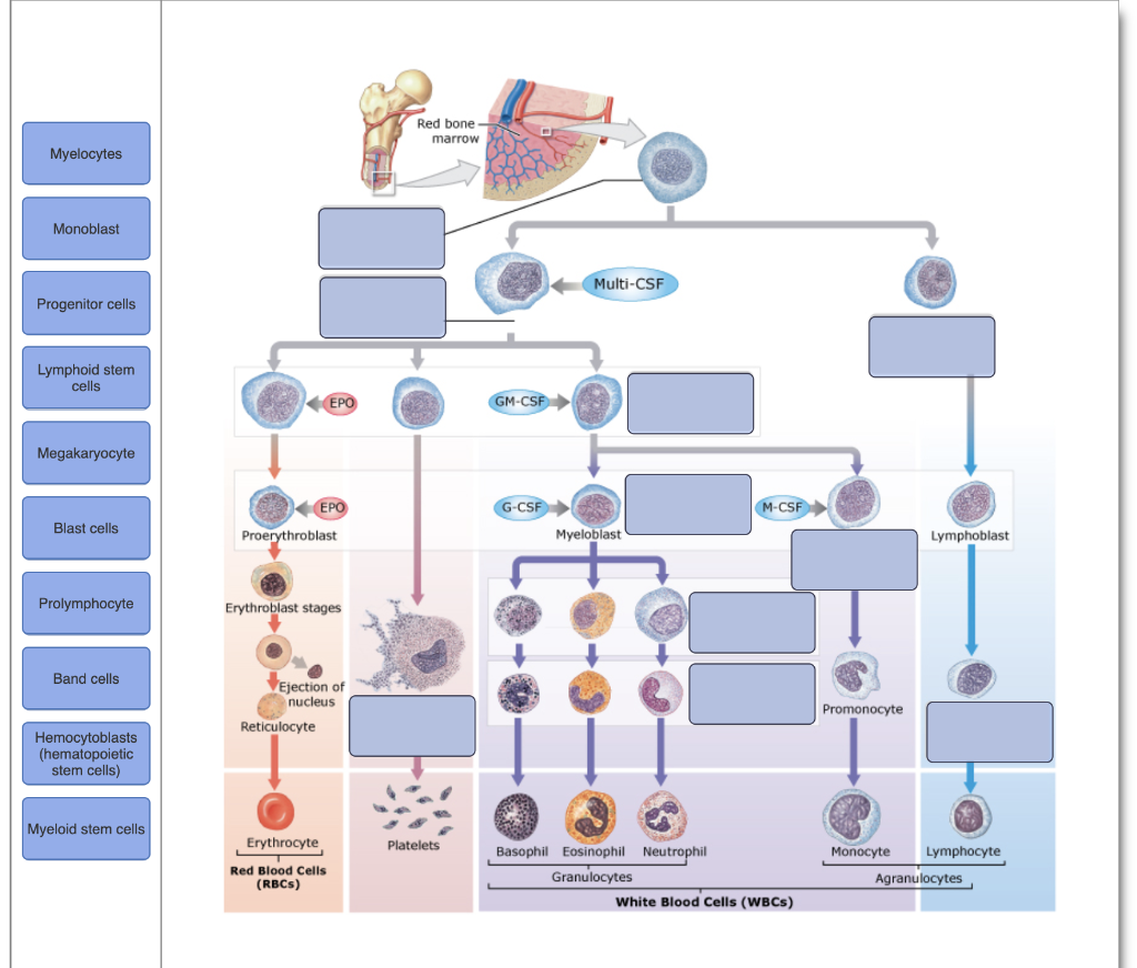 Solved Red bone marrow Myelocytes Monoblast Multi-CSF | Chegg.com