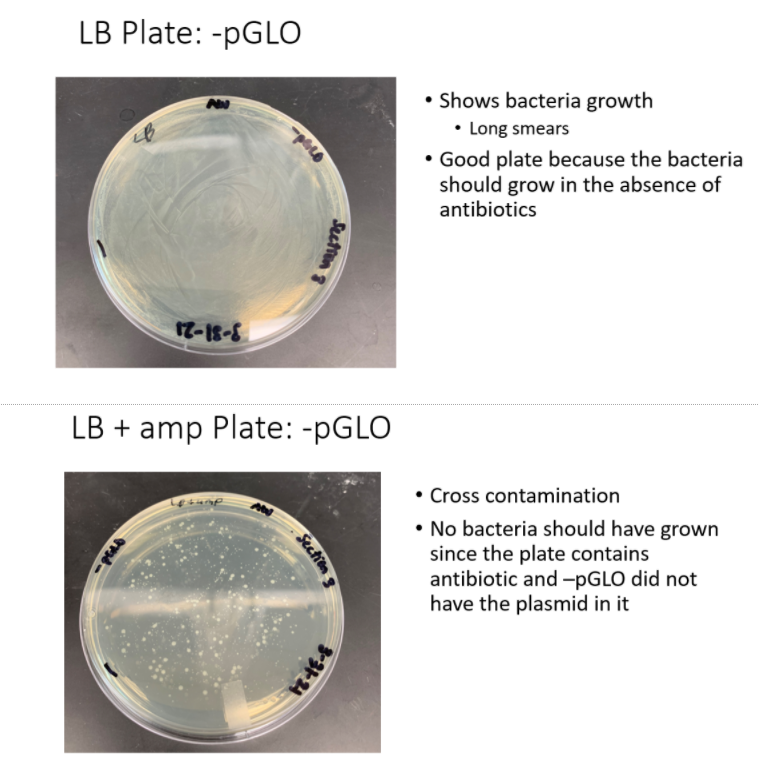 Solved On which plate do you see colonies? Why? Is there | Chegg.com