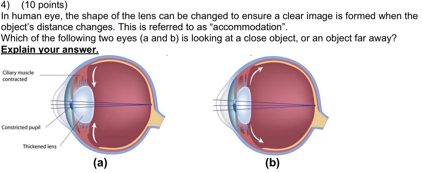 Solved 4) (10 points) In human eye, the shape of the lens | Chegg.com