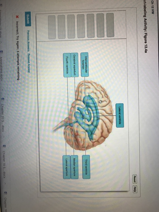 Solved Ch 12 HW rt-labeling Activity: Flgure 12.4a Reset | Chegg.com