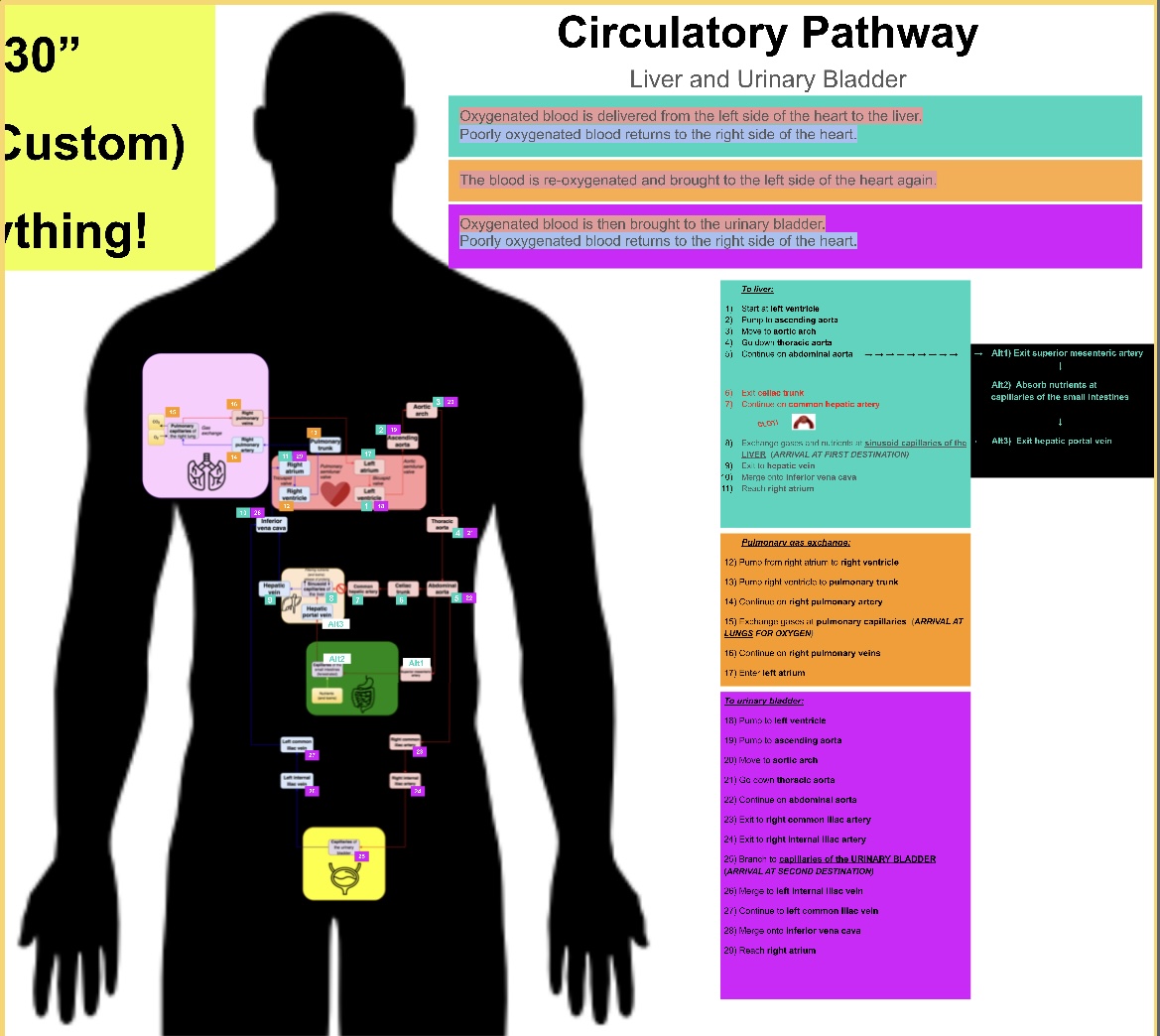 Solved I need a MAP circulatory pathway to the mother right | Chegg.com
