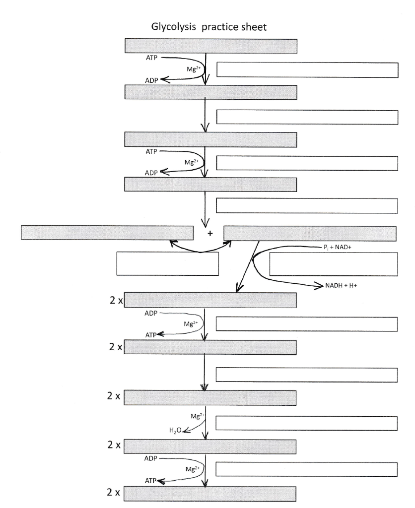 Hello. Need help filling up this glycolysis | Chegg.com