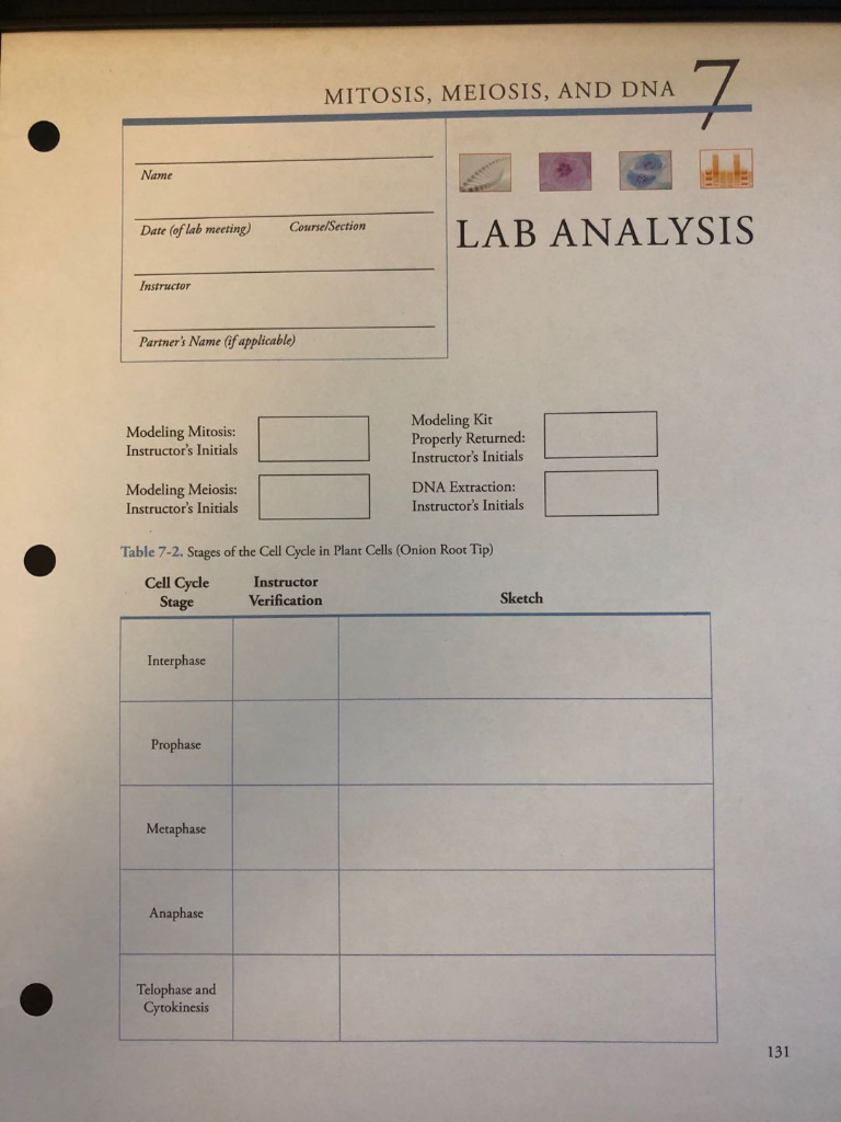 Solved MITOSIS, MEIOSIS, AND DNA 7 Name Date (of lab | Chegg.com