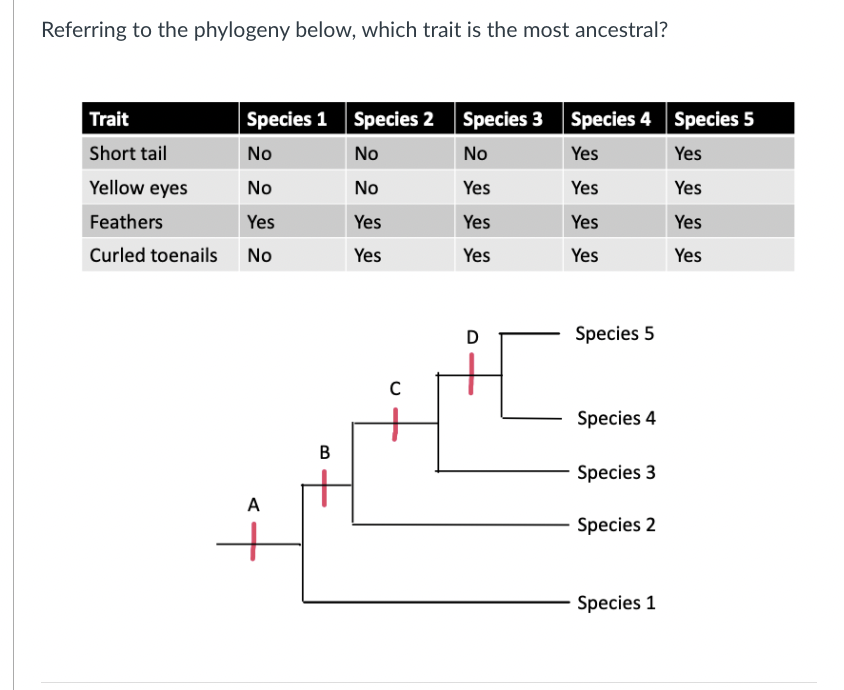 Solved Referring to the phylogeny below, which trait is the | Chegg.com