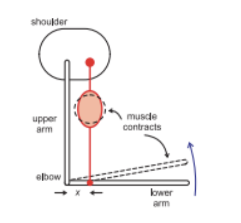Solved A diagram of a hypothetical 40 cm long arm is shown | Chegg.com