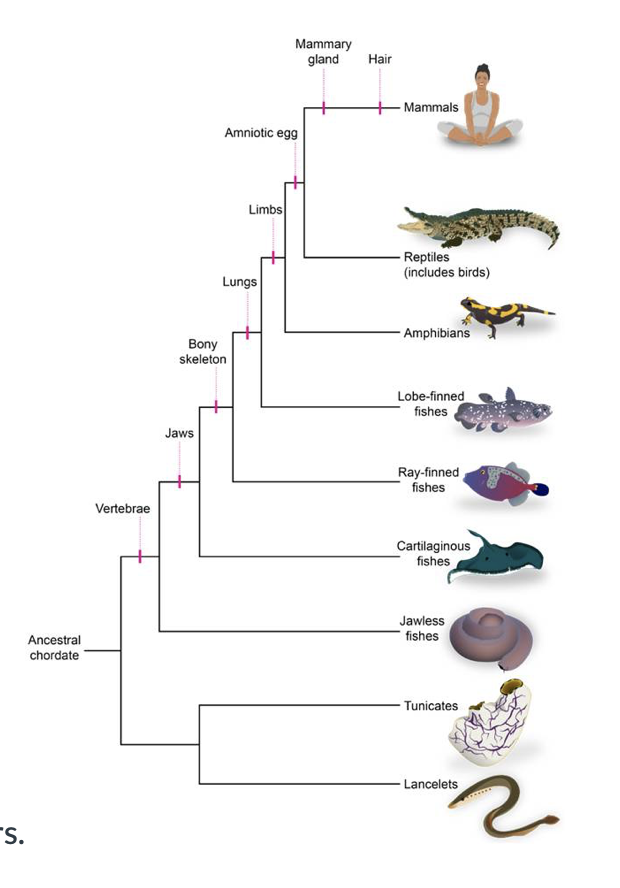 Reptiles Chart