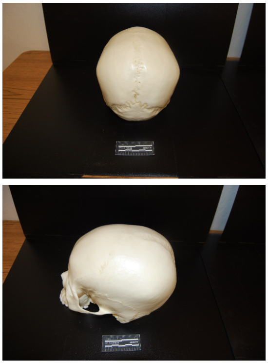 Identify the skull as African, Asian, or European. | Chegg.com