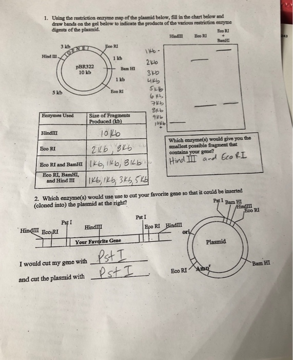 Solved 1. Using the restriction enzyme map of the plasmid | Chegg.com