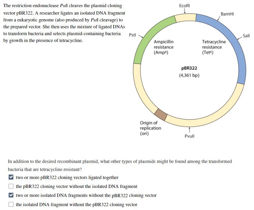 Solved EcoRI BamHI The restriction endonuclease Pstl cleaves | Chegg.com