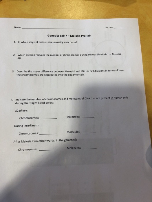 Solved Name: ection Genetics Lab 7-Meiosis Pre-lab 1. In | Chegg.com