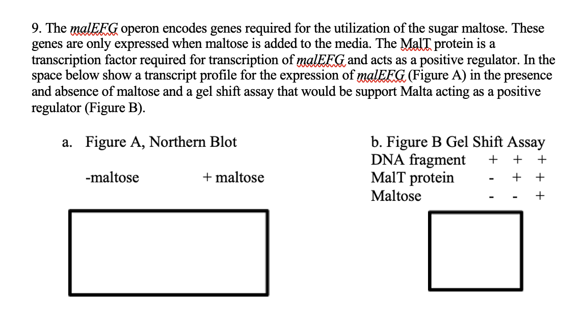 Solved 9. The malEFG operon encodes genes required for the | Chegg.com