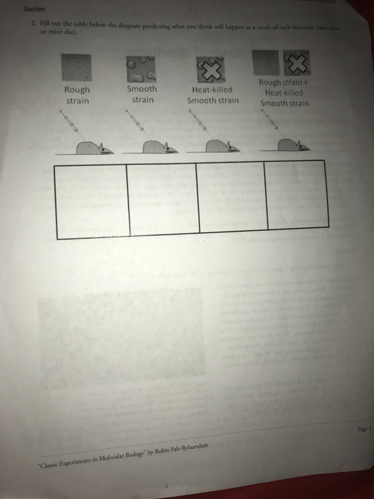 Solved CLASSIC EXPERIMENTS IN MOLECULAR BIOLOGY The | Chegg.com
