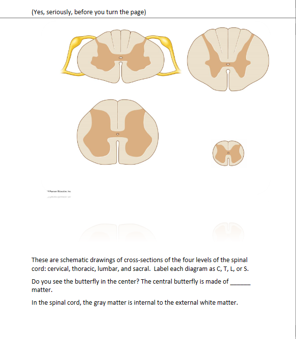 Solved AFFERENT VERSUS EFFERENT - vocabulary Nerves moving | Chegg.com