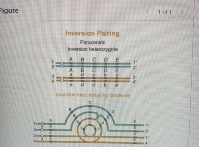 Solved igure 1 of 1 Inversion Pairing Paracentric inversion | Chegg.com
