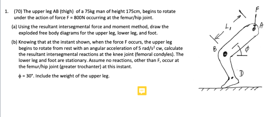 Solved (70) ﻿The upper leg AB (thigh) ﻿of a 75 ﻿kg man of | Chegg.com