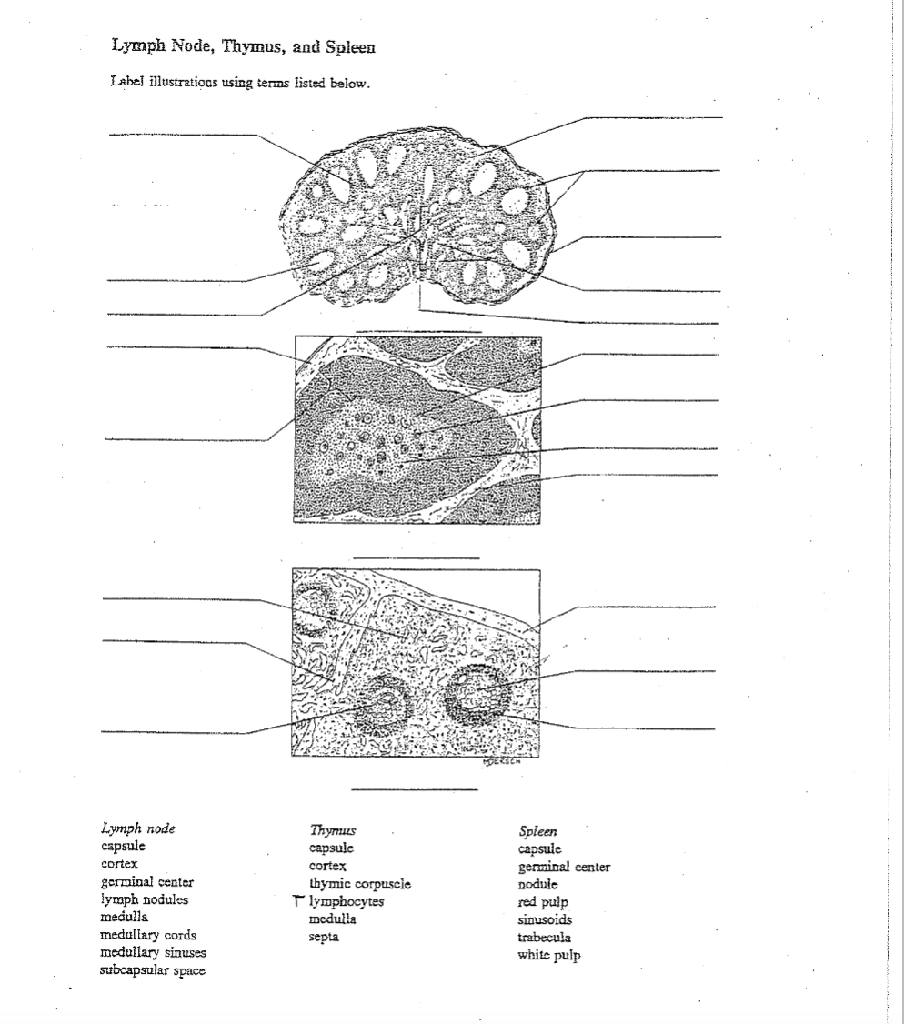Solved Lymph Node, Thymus, and Spleen Label illustrations | Chegg.com