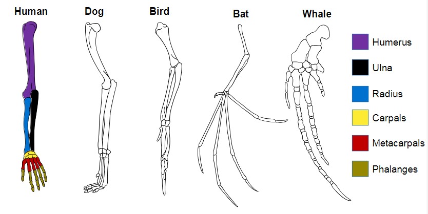 Solved what are the colors of bones? | Chegg.com