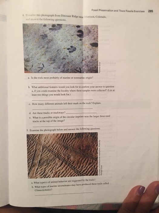 Solved Fossil Preservation and Trace Fossils Exercises 285 | Chegg.com Solved Fossil Preservation and Trace Fossils Exercises 285 | Chegg.com