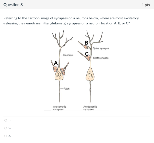 Solved Referring to the cartoon image of synapses on a | Chegg.com